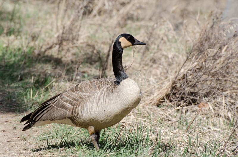 Canada Goose Working To Build a Nest Stock Image - Image of migratory ...