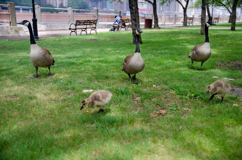 Canada Gooses Walking with Her Young Hatchlings on Roosevelt Island ...