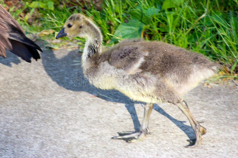 Canada Goose Juvenile Gosling Walk 01 Stock Image - Image of backyard ...