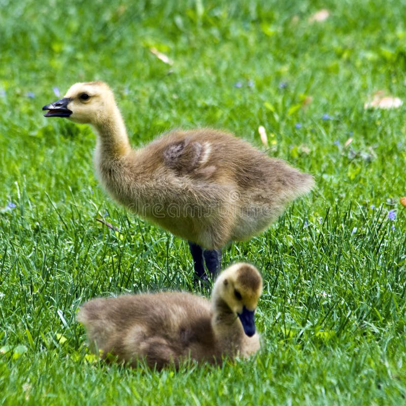 Canada Geese goslings stock photo. Image of goose, juvenile - 5396530