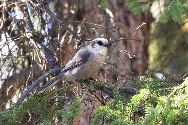 Canada Jay Tree Yukon Forest Stock Photos - Free & Royalty-Free Stock ...