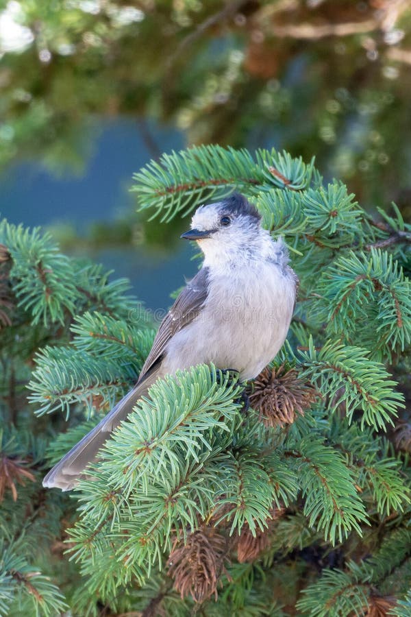 Canada Jay Perisoreus Canadensis, Also Known As the Gray Jay, Grey Jay ...