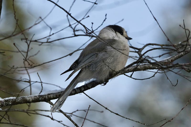 Canada Jay (Perisoreus Canadensis) Perched in Tree Along Spruce Bog ...