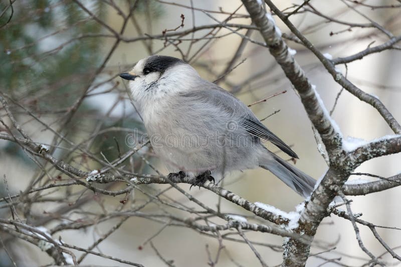 Canada Jay (Perisoreus Canadensis) Perched in Tree Along Spruce Bog ...