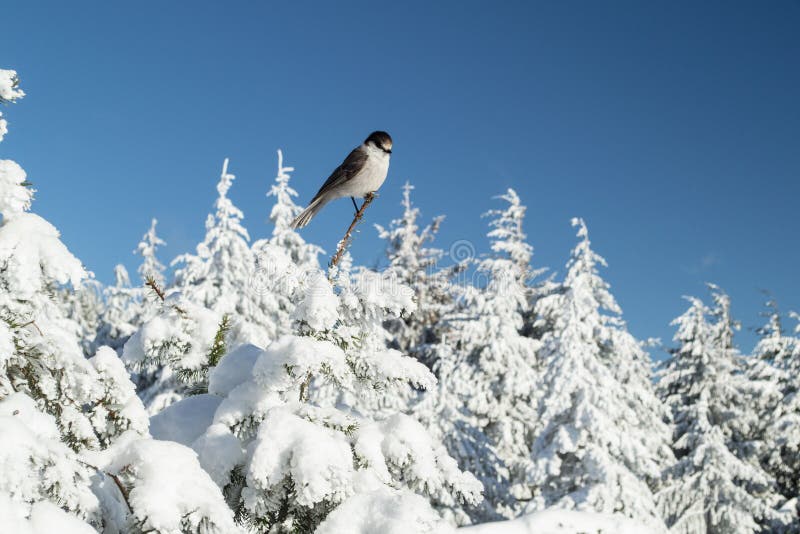 Canada Jay Sitting in a Snowy Tree in Washington Stock Image - Image of ...