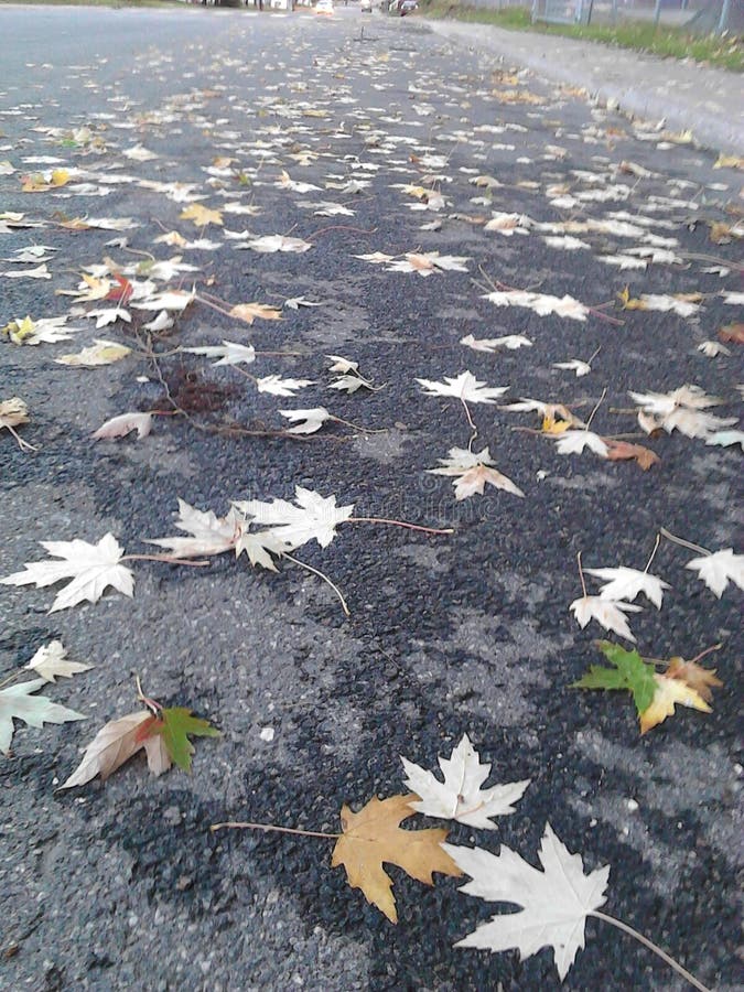 Canada stock photo. Image of street, maple, autonme - 107212040