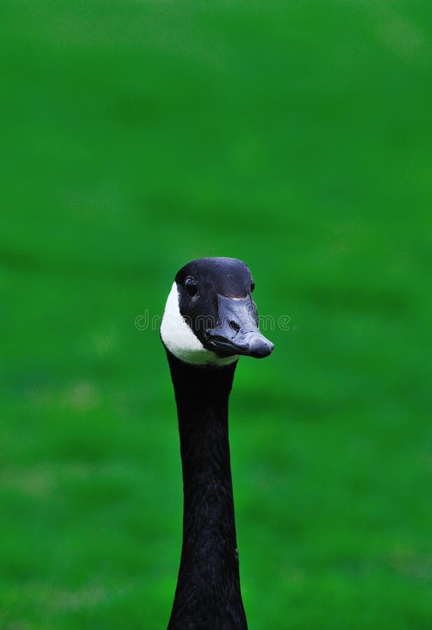 Canada loonie stock photo. Image of longneck, lonely, fortune - 5210778