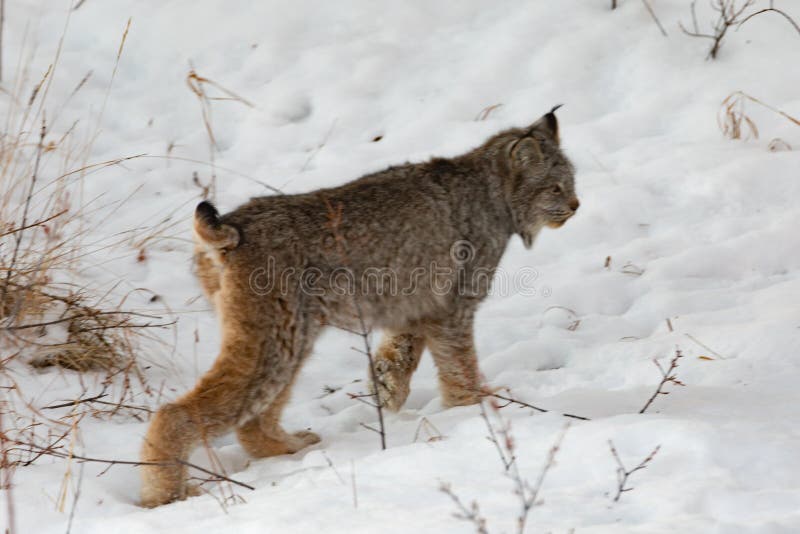Canada Lynx Lynx Canadensis Hunting in Winter Snow Stock Photo - Image ...