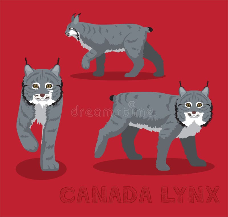 Canada Lynx Cat Cartoon Vector Illustration Stock Illustration ...