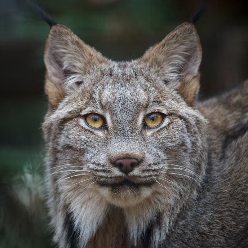 Canada Lynx Stock Photo - Image: 61883465