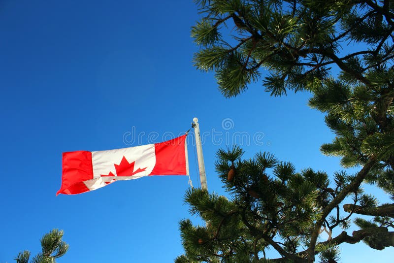 Canada maple flag editorial photo. Image of maple, canada - 91302976