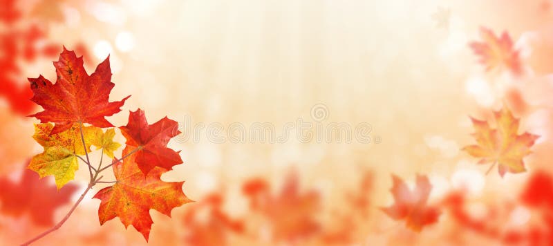 Maple Tree Branch Spring Horizontal Background Stock Image - Image of ...