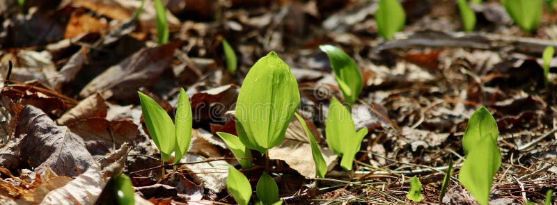 Canada Mayflower Growing on the Woodland Floor April 2023 Stock Photo ...