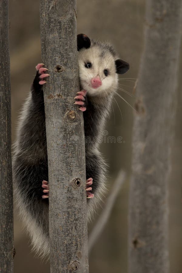 Canada Opos Ontario Virginia Obraz Stock - Obraz złożonej z wschodni ...