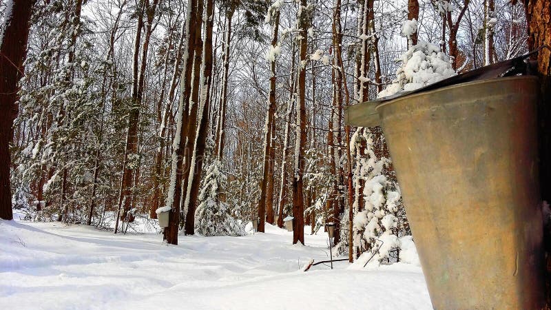 Canada, Province of Quebec, Maple Forest Stock Image - Image of ...