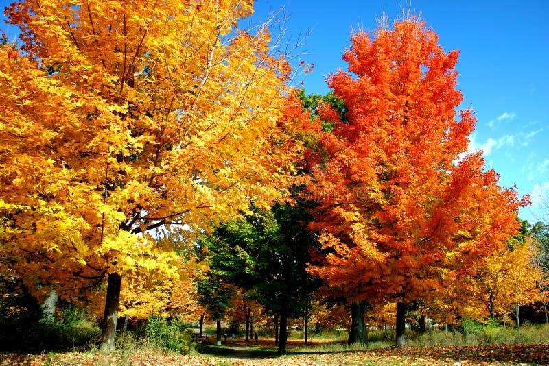 Fall Foliage in a Park in Toronto Stock Image - Image of branch ...