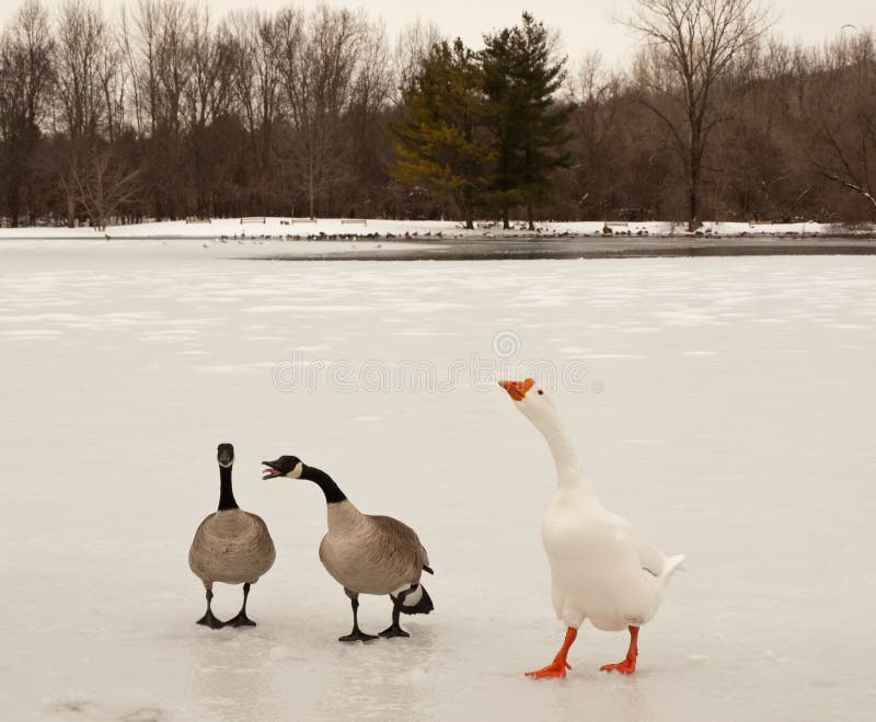 Two Geese stock image. Image of geese, snow, winter, nature - 1039763
