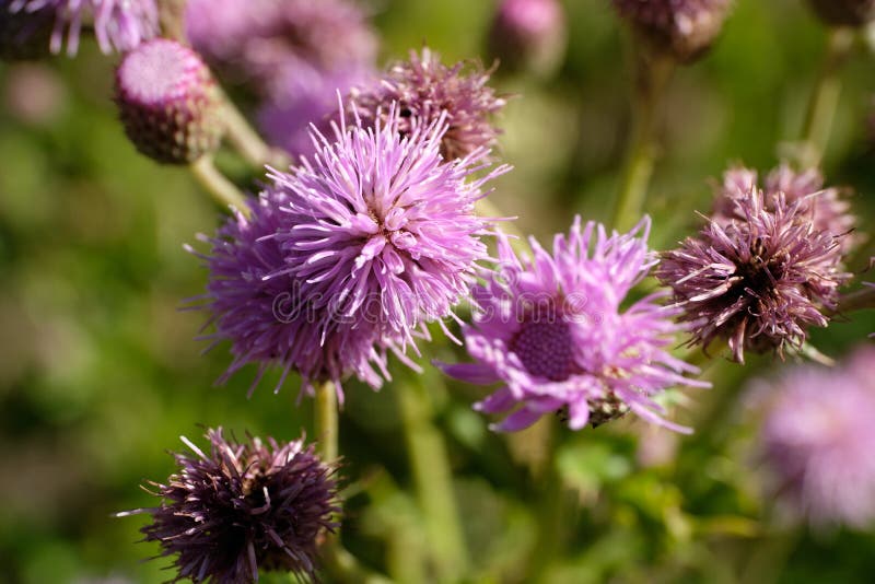 Canada Thistle stock photo. Image of thistle, weed, arvense - 191443082