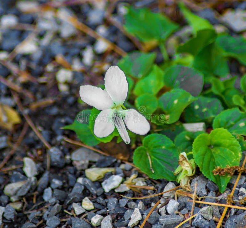 Canada Violet, Viola Canadensis Stock Image - Image of flower, colony ...