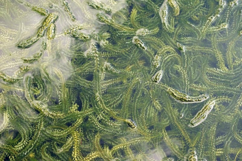 Planta De Agua Del Elodea Debajo Del Microscopio Foto de archivo ...