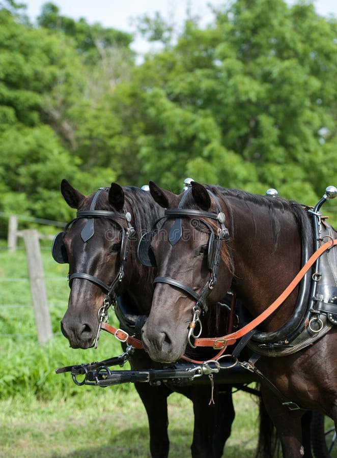 Two Canadian Horses in Driving Harnesses Stock Photo - Image of ...