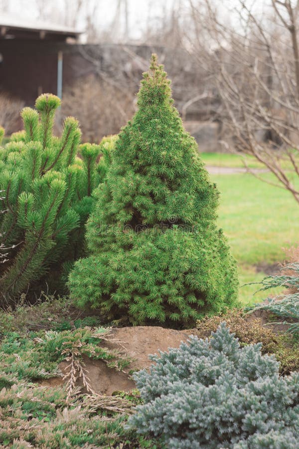 Canadian Alpine Spruce on Decorative Hill Stock Image - Image of effect ...