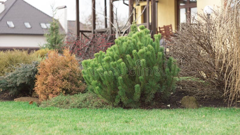 Canadian Alpine Spruce on Decorative Hill Stock Photo - Image of facing ...