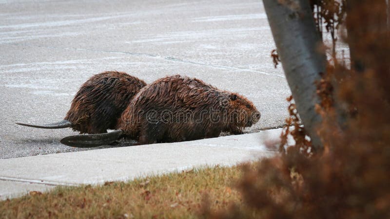 Canadian Beaver Walking on an Urban Road in the Winter Stock Image ...