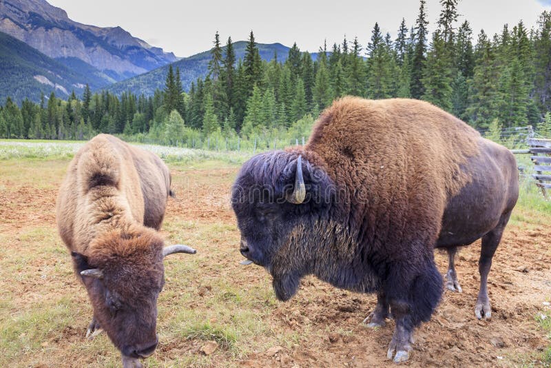 Canadian bison stock image. Image of herbivore, south - 99936677