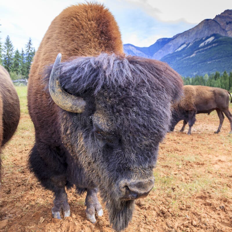 Canadian bison stock photo. Image of america, rocky, beautiful - 99936780