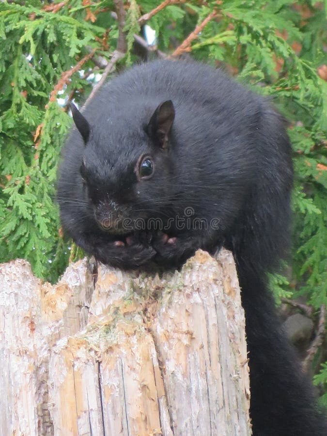 Black Squirrel stock image. Image of wildlife, nature - 169302607