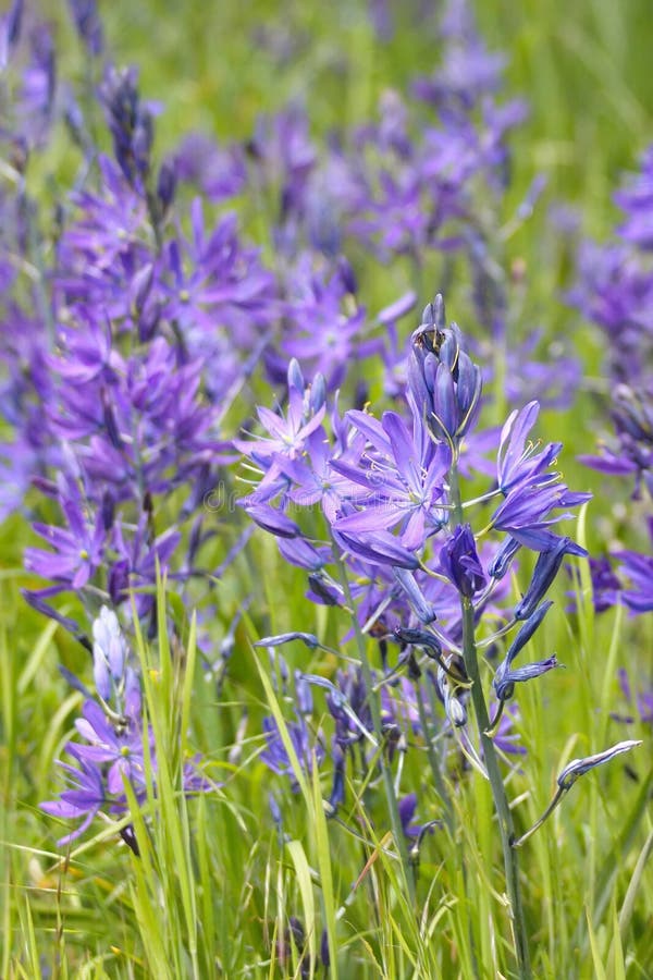 Canadian blue stock image. Image of herb, idyllic, lawn - 81112675