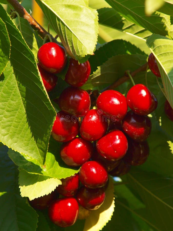 Canadian cherries stock image. Image of cherry, fruit - 87330967