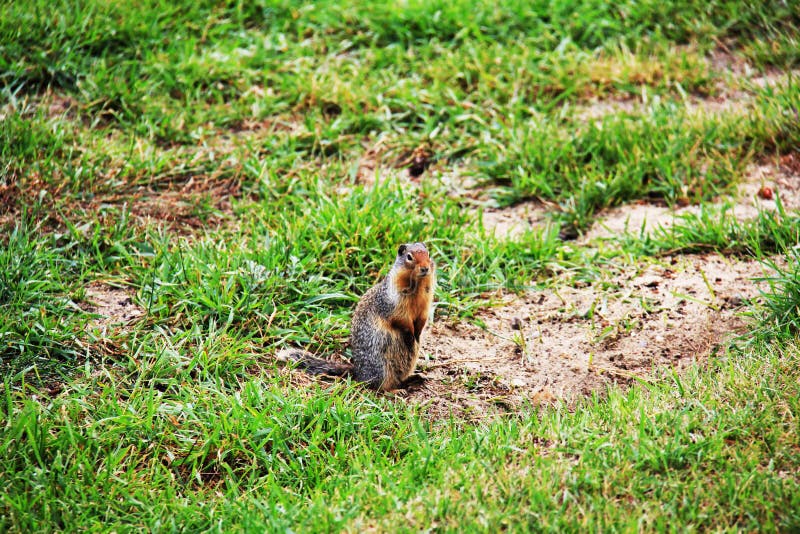 A Canadian Chipmunk Sits on the Grass Stock Photo - Image of caledonia ...