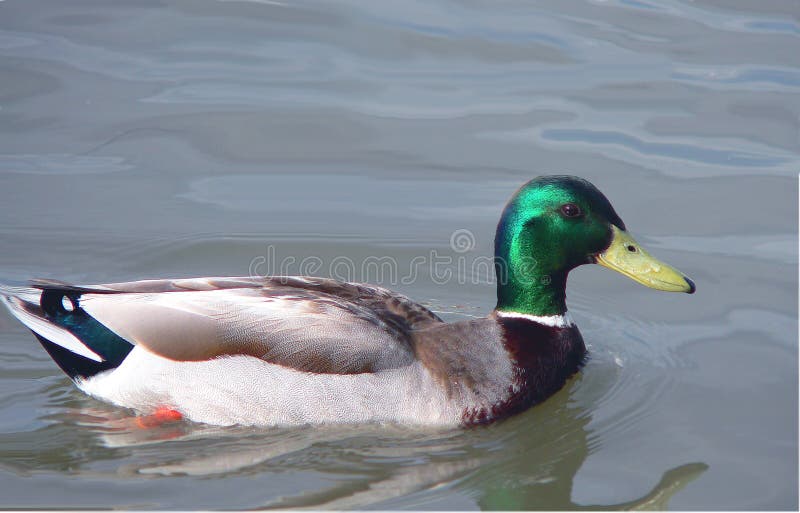 Canadian duck stock photo. Image of life, nature, green - 228180
