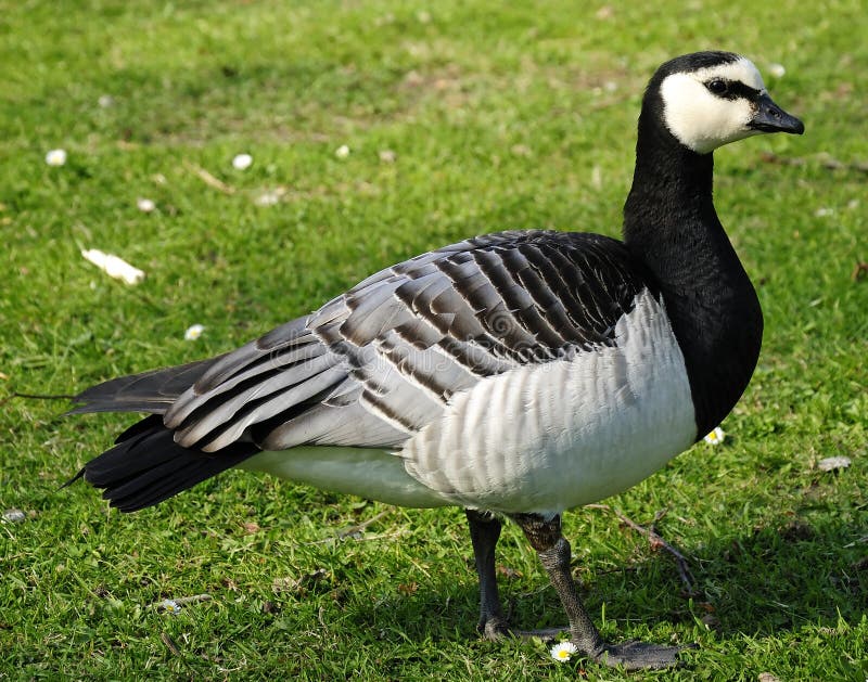 Canadian duck on a grass stock photo. Image of grass - 19341924