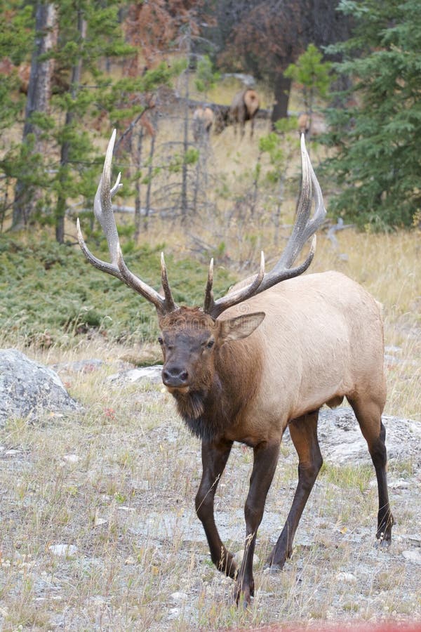Canadian Elk stock photo. Image of canada, beast, undomesticated - 18166304
