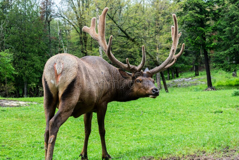 Canadian elk antlers stock image. Image of lighthouse - 114819775