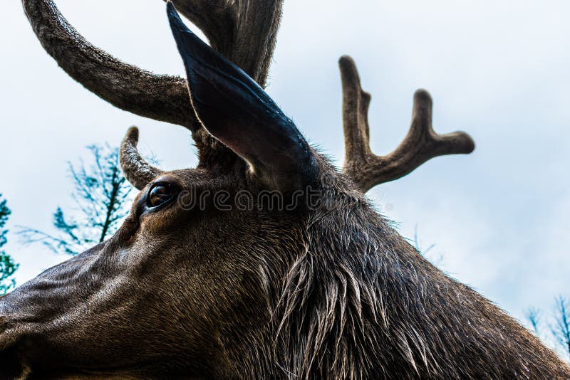 Canadian elk antlers stock image. Image of lighthouse - 114819775