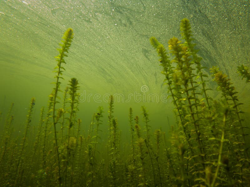 Elodea Water Plant Under Microscope Stock Photo - Image of water, walls ...