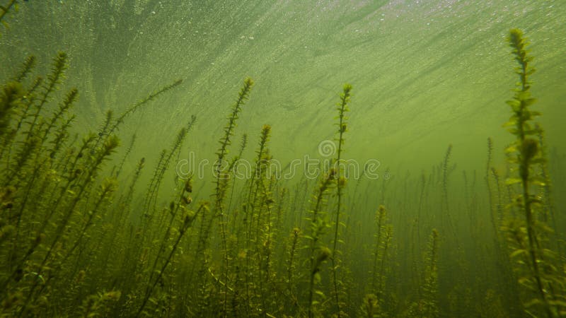 Canadian Elodea Waterweed Underwater in a Pond, County Wicklow Stock ...