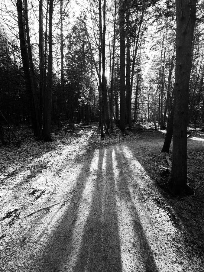 Canadian Forest after the First Snows Stock Photo - Image of monochrome ...