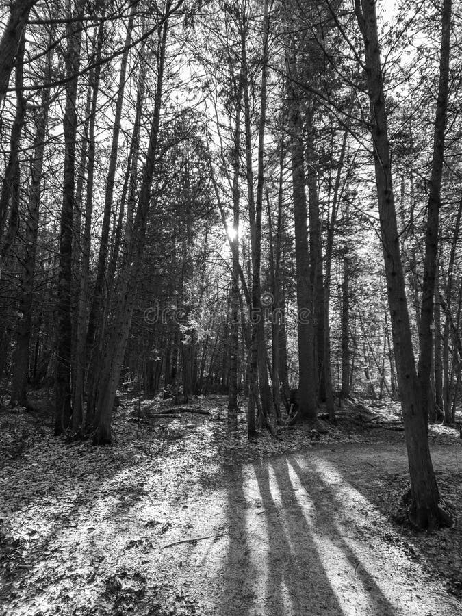 Canadian Forest after the First Snows Stock Image - Image of trail ...