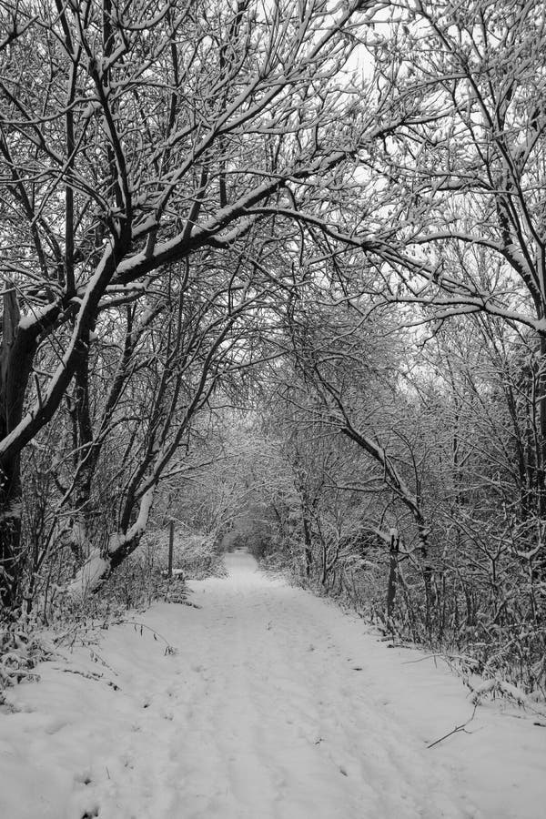 Canadian Forest after the First Snows Stock Photo - Image of december ...