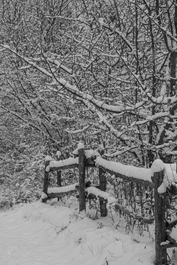 Canadian Forest after the First Snows Stock Photo - Image of nature ...