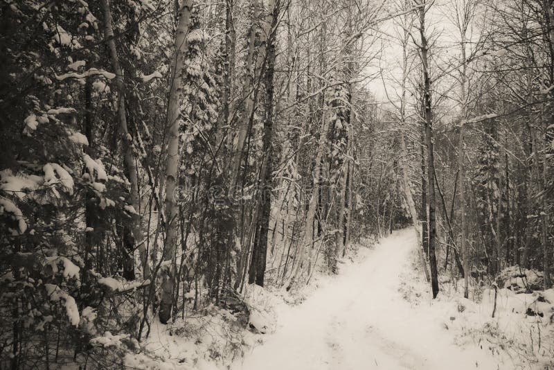 Canadian Forest after the First Snows of November Stock Image - Image ...