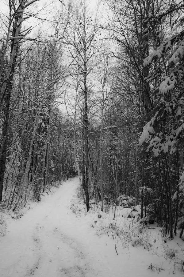 Canadian Forest after the First Snows of November Stock Image - Image ...
