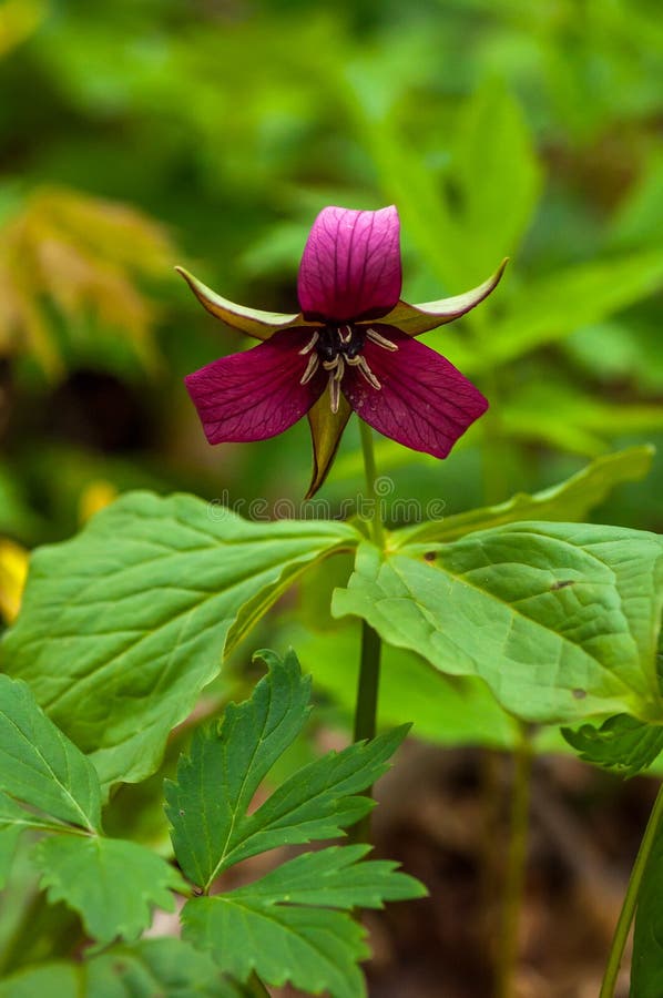 Canadian Forest Flower in the Spring Stock Photo - Image of grass ...