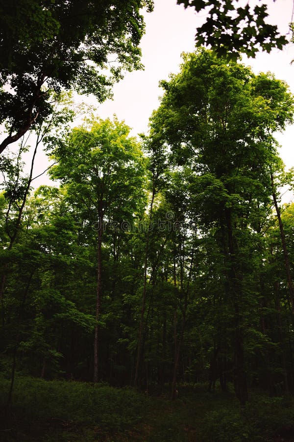Canadian forest stock photo. Image of colors, canopy - 236253976