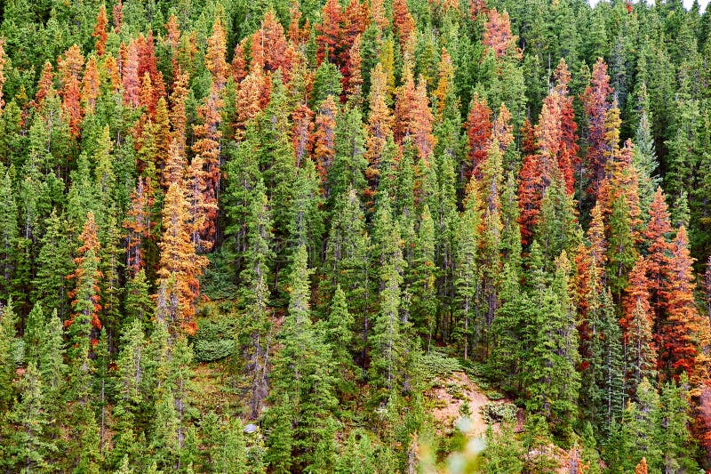 Canadian Forest in Jasper National Park Stock Image - Image of ...